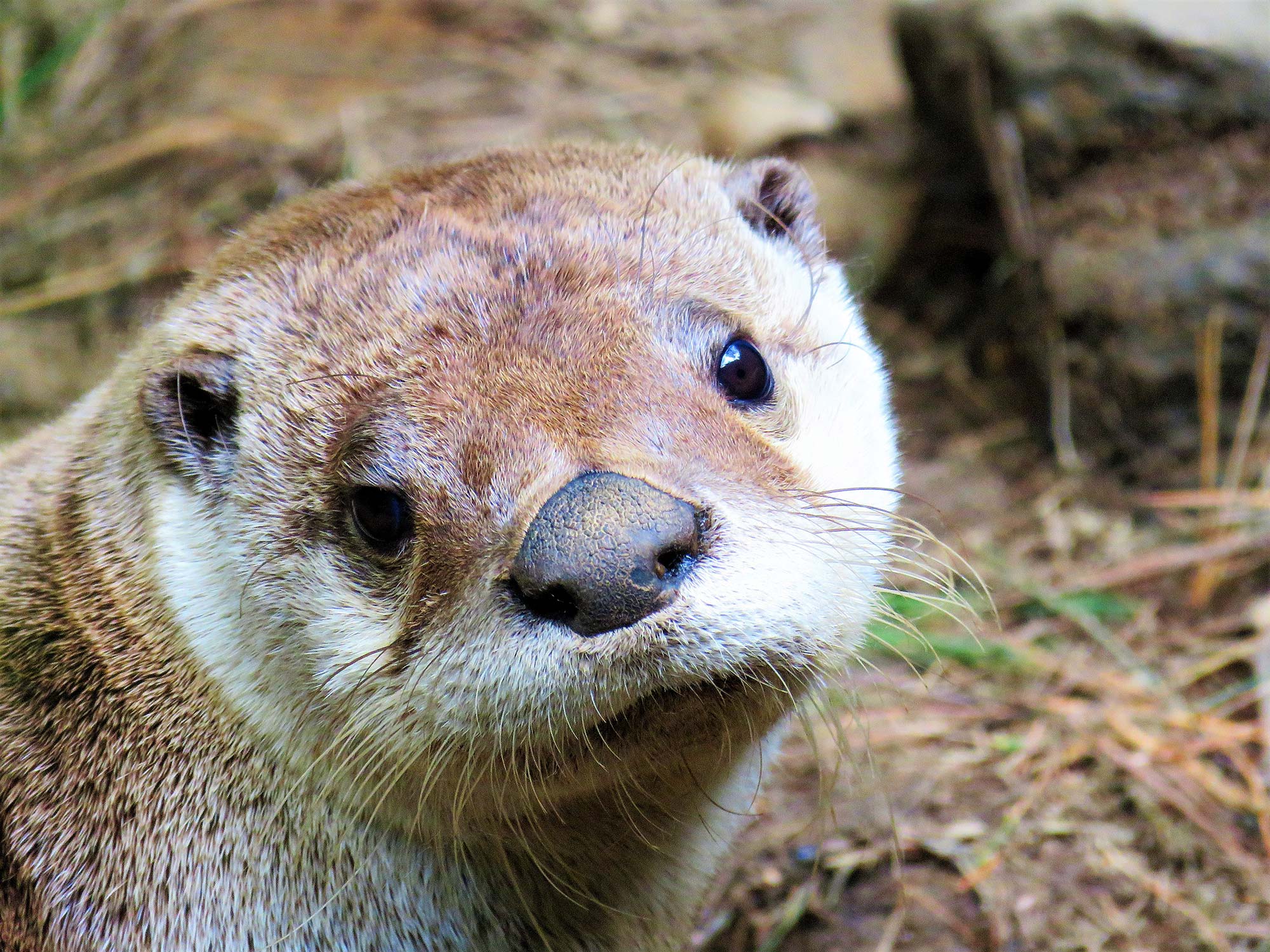 Get Nearer to Nature | Squam Lakes Natural Science Center