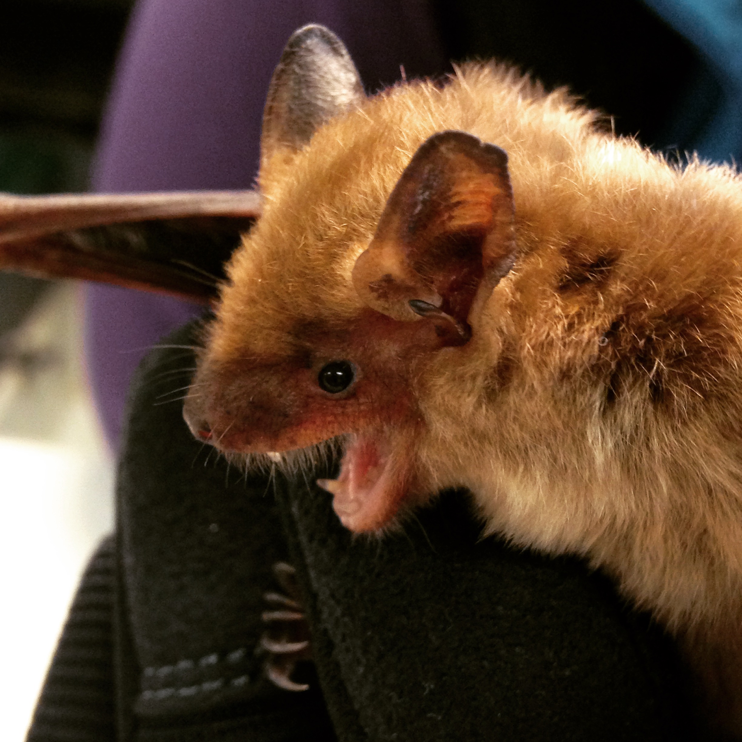 Live Animal Outreach Programs | Squam Lakes Natural Science Center